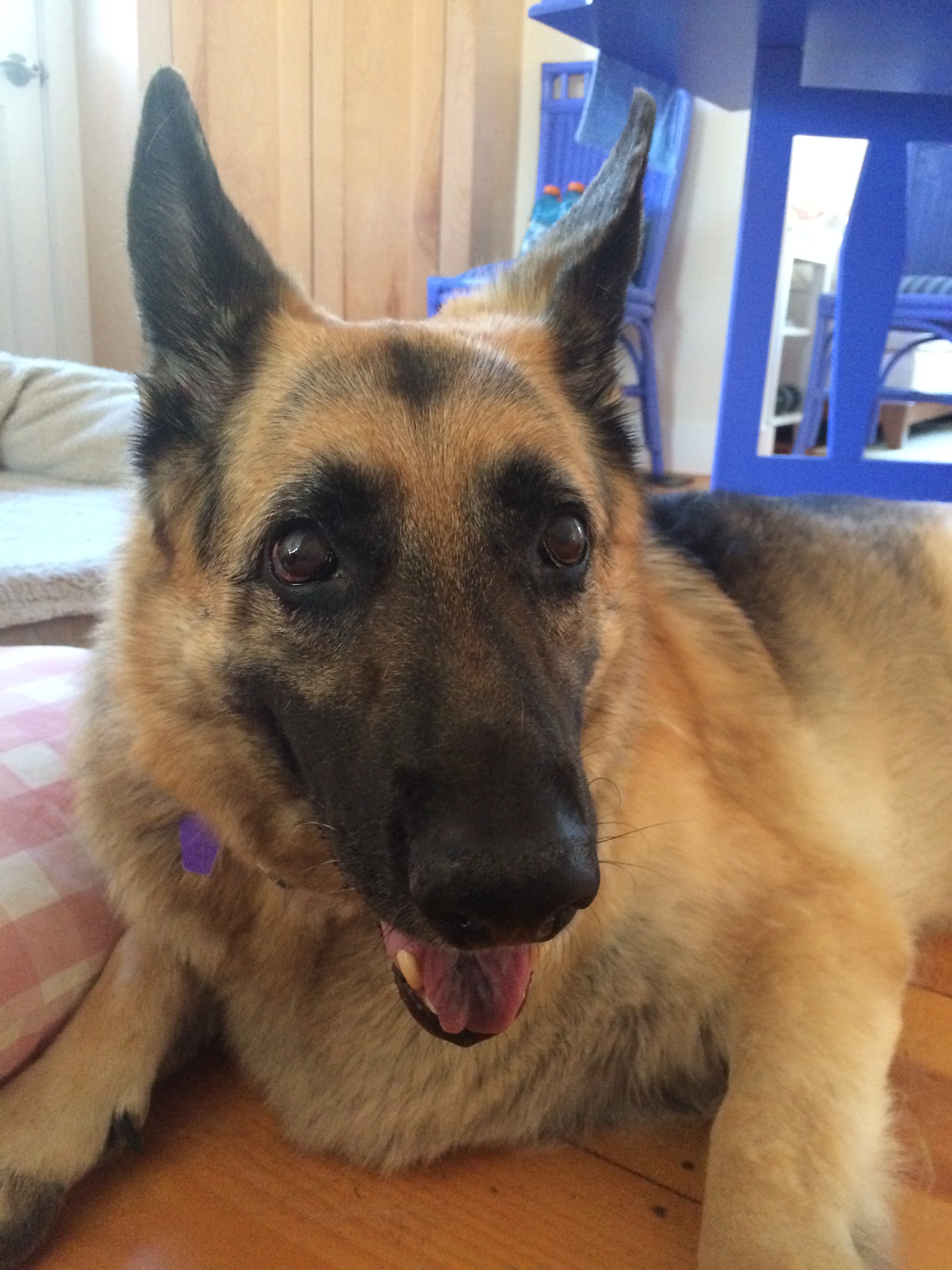 Goodbye Spruce | Snapshots For Sore Eyes