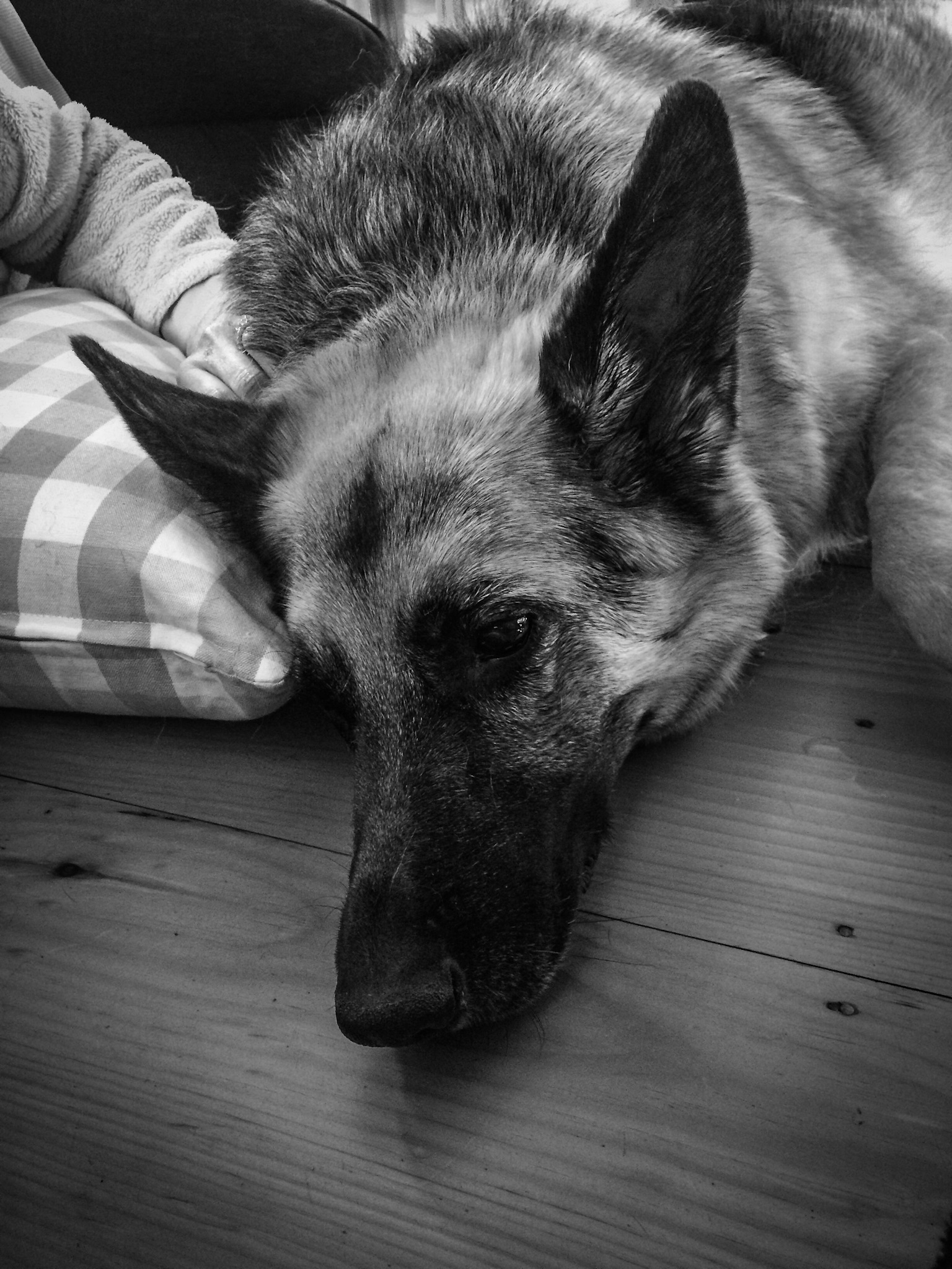 Goodbye Spruce | Snapshots For Sore Eyes